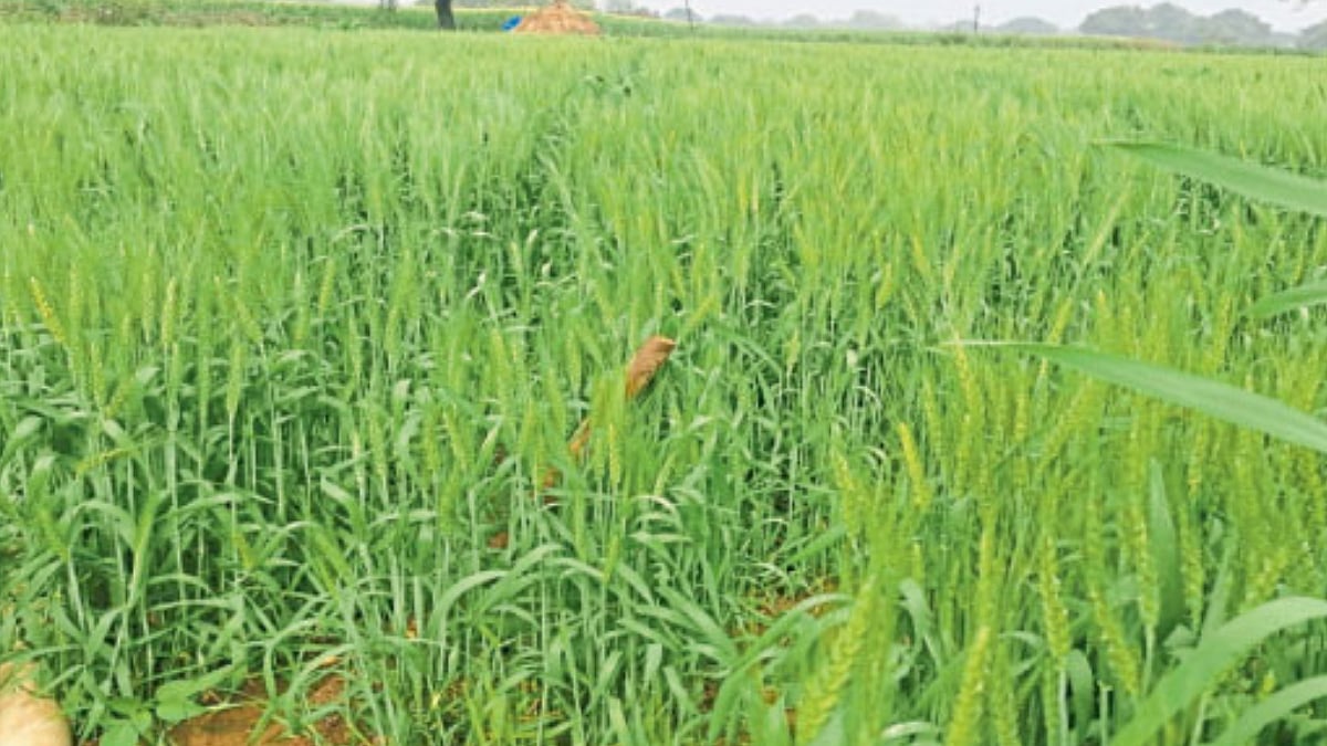 Nutrient deficiencies in wheat and solutions