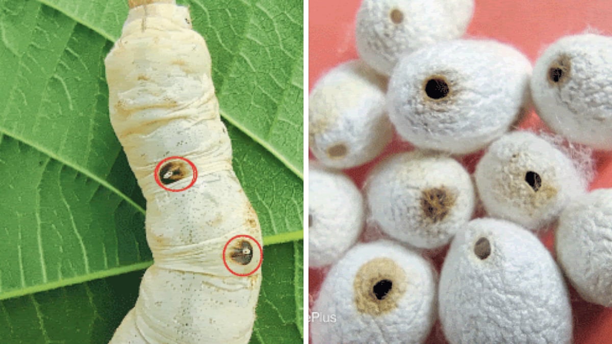 रेशीम कीटकावरील उझी माशीचे नियंत्रण । Silk Worm Pest
