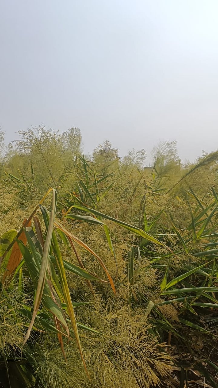 Broom tree : जाणून घ्या झाडूच्या झाडाची माहिती... | Broom tree information