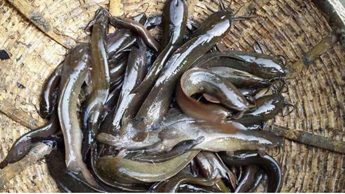 Mangur Fish ।मानवी आरोग्याला घातक मागूर माशांचा साठा जप्त। Seizure of ...