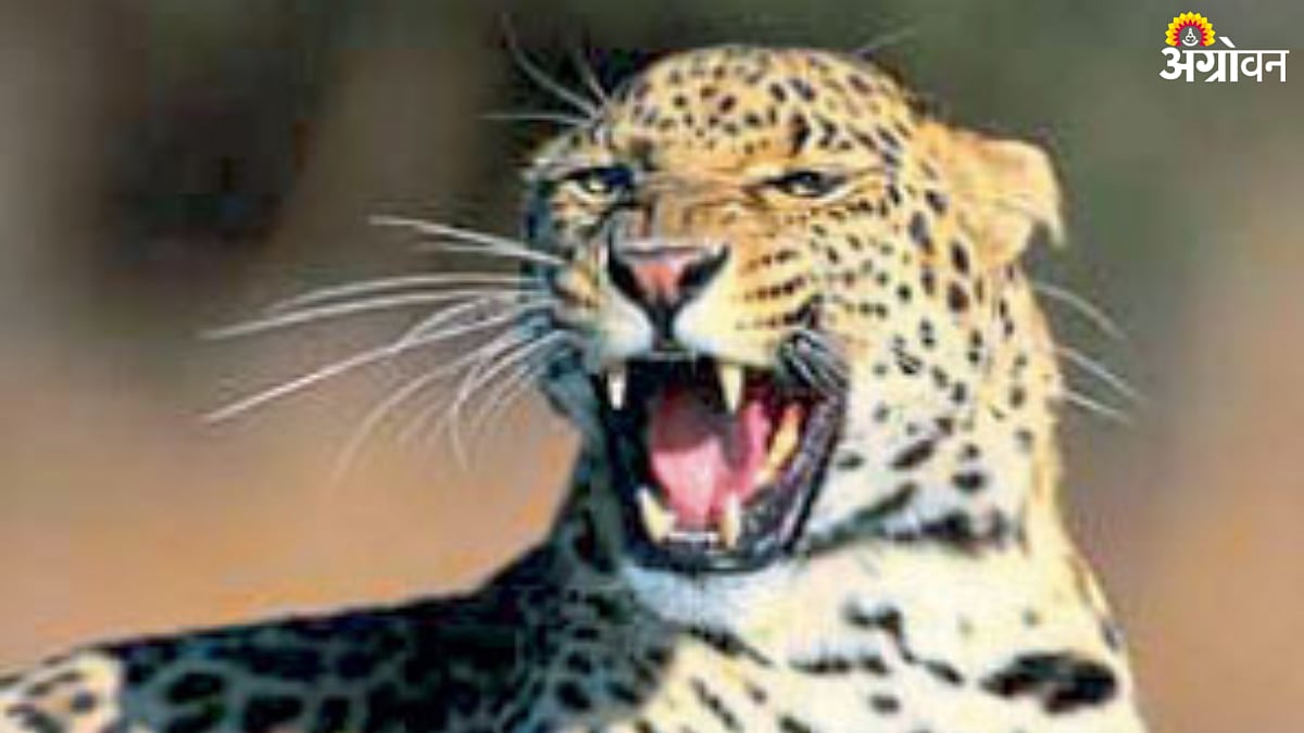 Leopard Attack ।बिबट्याचे हल्ले रोखण्यासाठी वन विभागाकडून जनजागृती ...