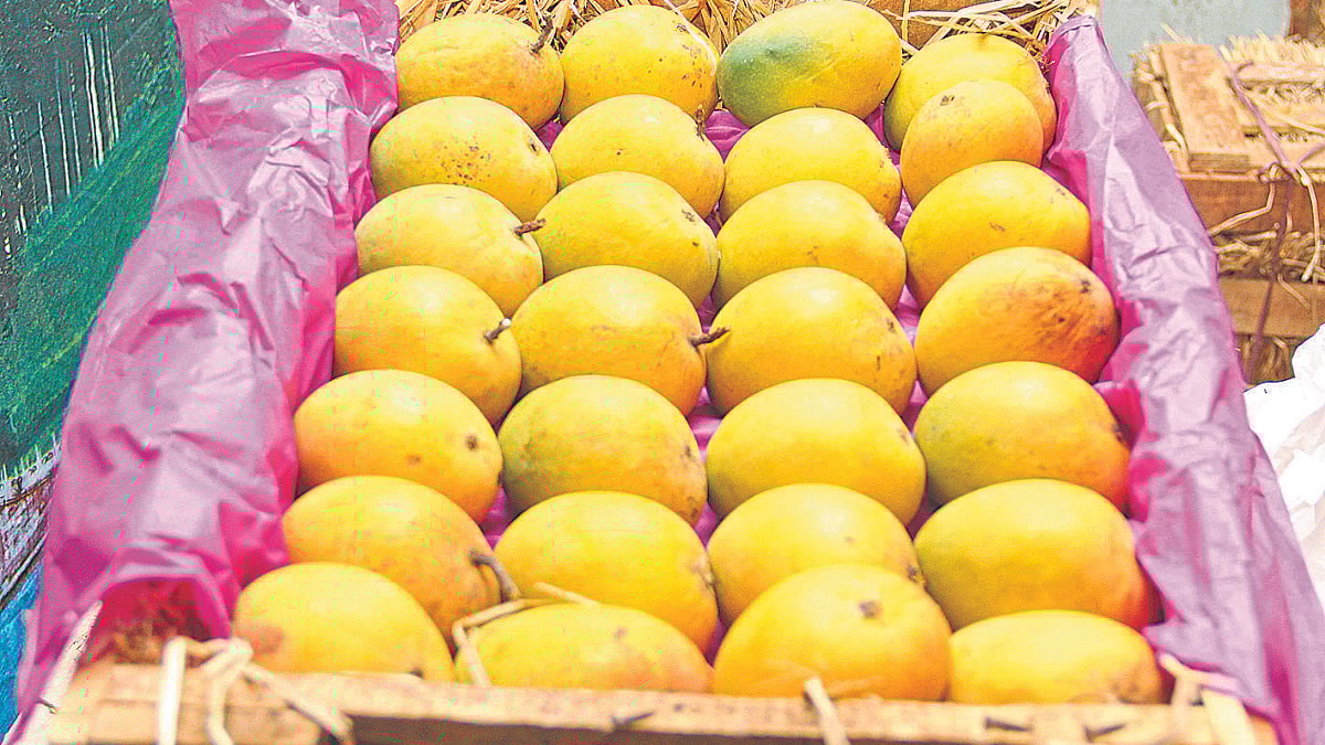 Hapus Mango : वाशीत हापूस आंब्यांच्या पेट्यांची आवक वाढली|The arrival ...