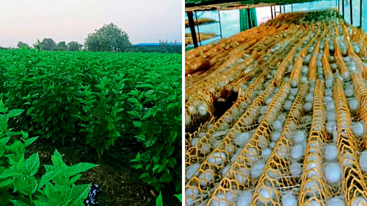 शेतकरी नियोजन - रेशीम शेती । Reshim Udyog