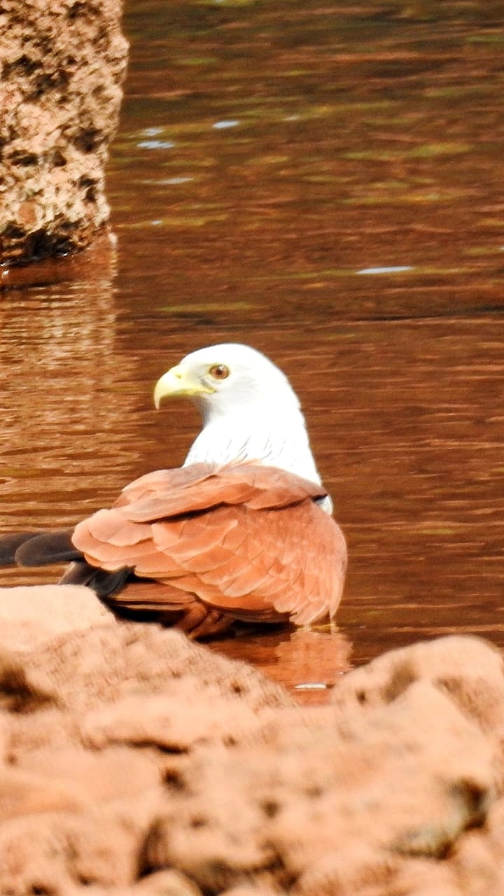 Samudri Ghaar| समुद्री घारीचे वास्तव्य कुठे असते? Where do seagulls live?