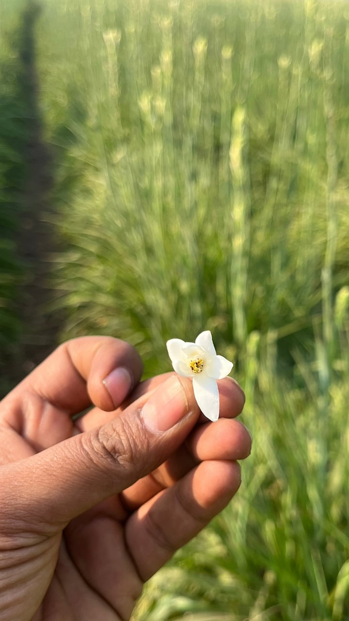 Nishigandha Flower | शेतकरी का देता आहेत निशिगंधाला पसंती