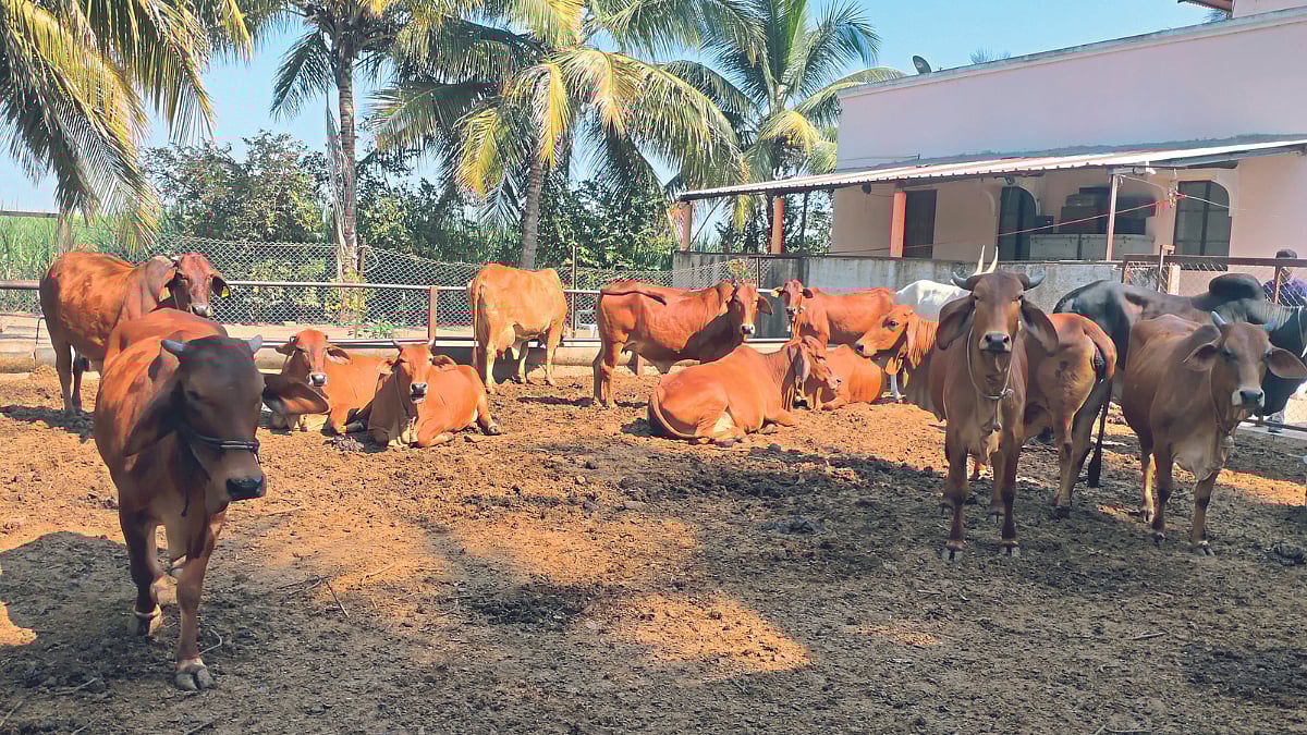 Desi Cow Rearing । देशी गोआधारित वैदिक शेतीचे शाश्‍वत, समृद्ध मॉडेल ...