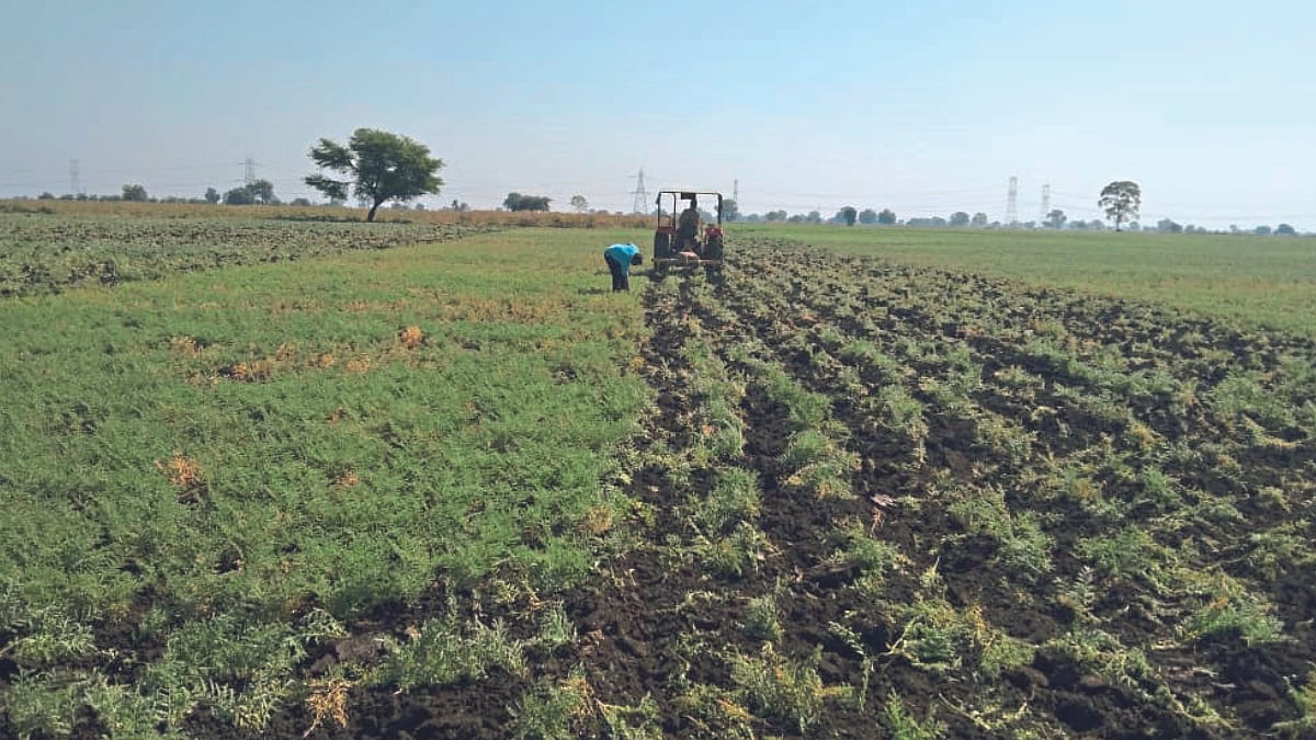 Chana Crop Damage | संग्रामपूरला शेकडो एकरातील हरभऱ्यावर फिरवला ...