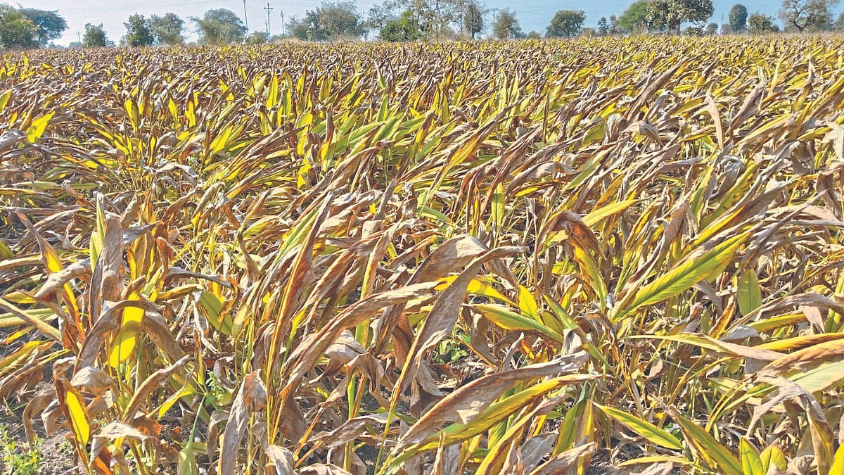 Turmeric Crop Damage । वातावरण बदल, धुक्यामुळे हळद पिके सुकू लागले ...