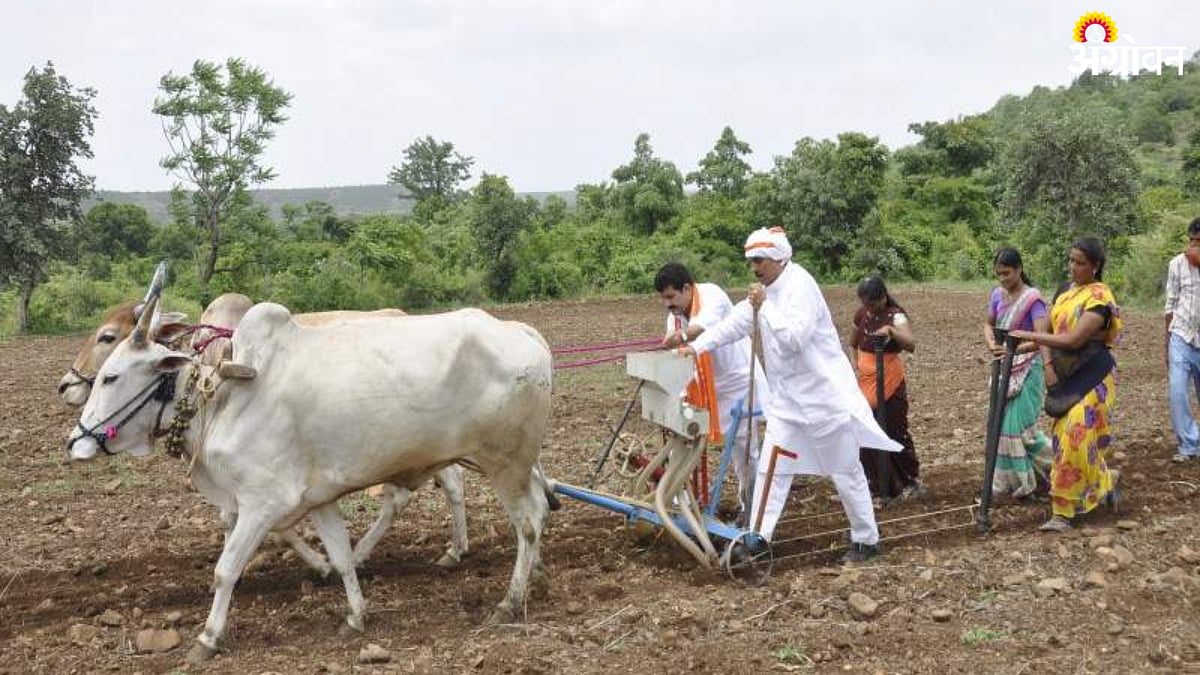 Rabi Sowing | किनवटमध्ये २९ हजार हेक्टरवर रब्बीची पेरणी |Sowing of rabi ...