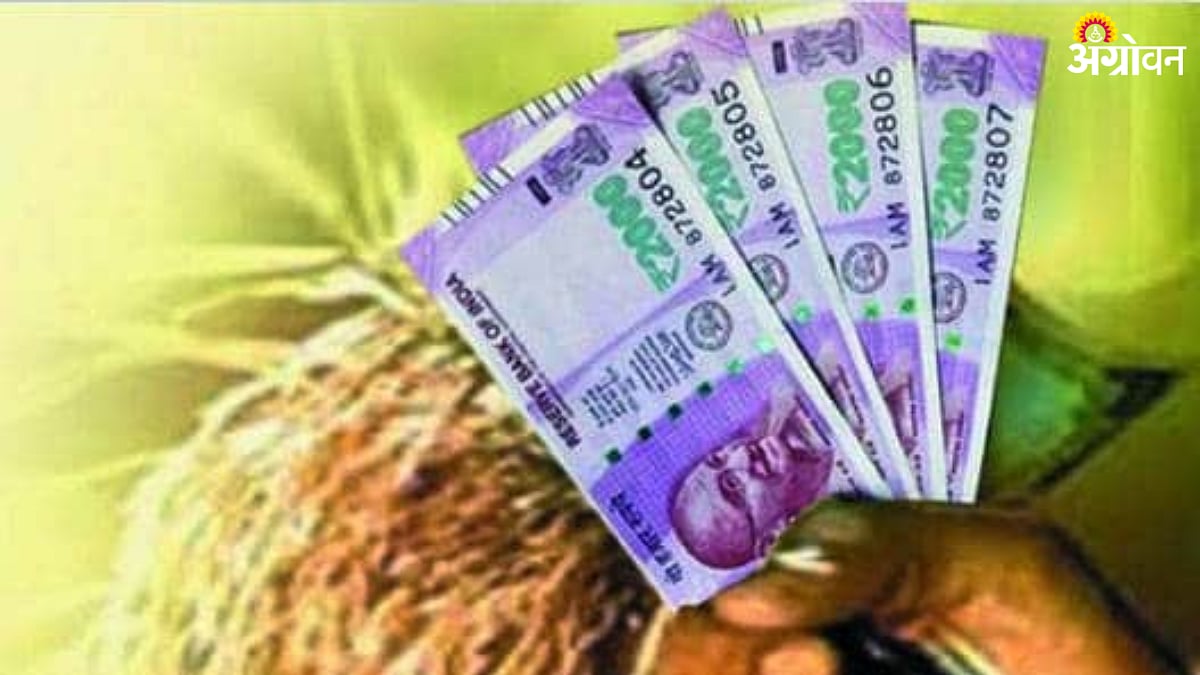 Nanded Crop Loan Update | नांदेड जिल्ह्यात आतापर्यंत पीककर्ज तीस टक्केच ...