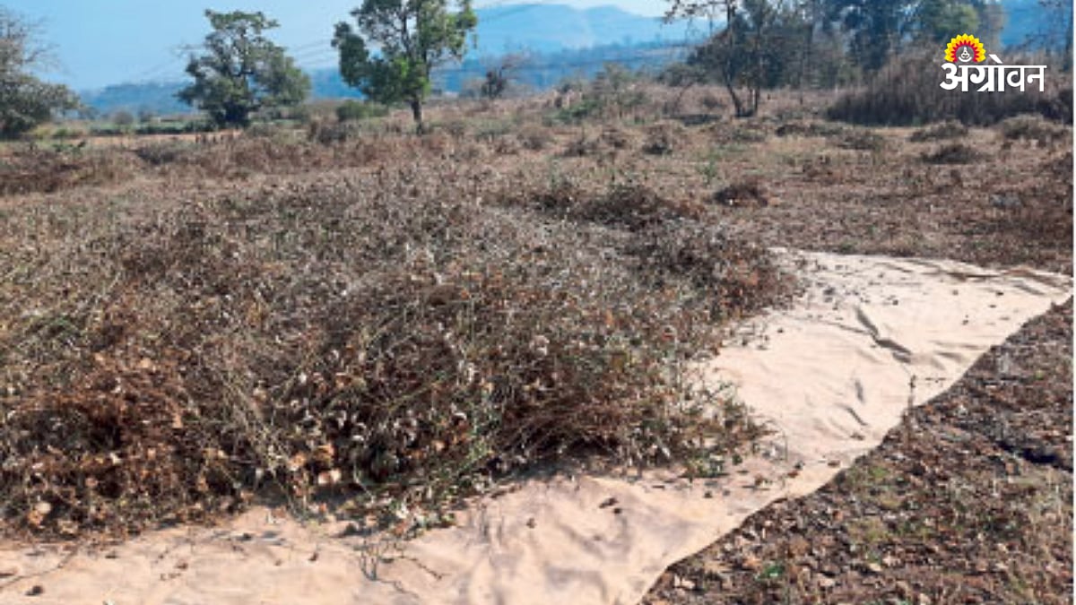 Pulses Crop | कडधान्याच्या पिकांचा बहर| pulse crops in Harvesting Stage ...