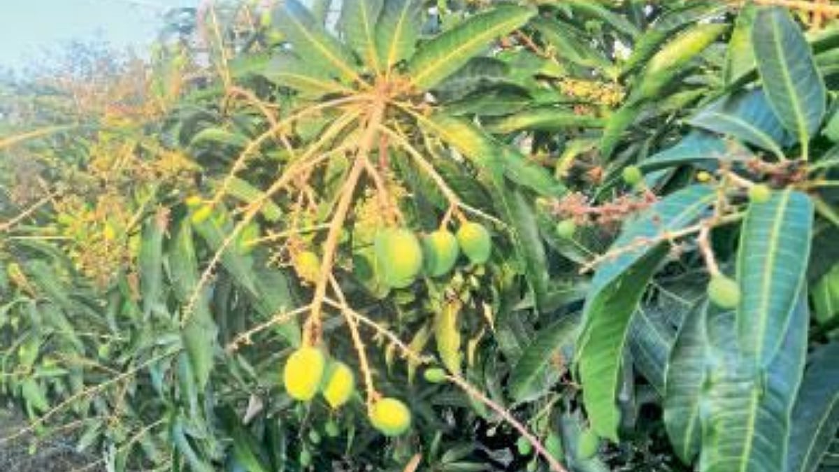 Mango Damage | रायगड जिल्ह्यात पावसामुळे आंबा पीक धोक्‍यात | Mango crop ...
