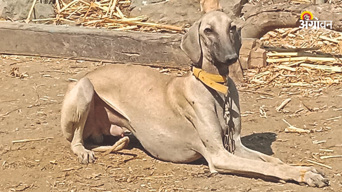 Animal Care | शेती, जनावरांच्या राखणीसाठी ‘कारवान श्‍वान’ | Caravan ...