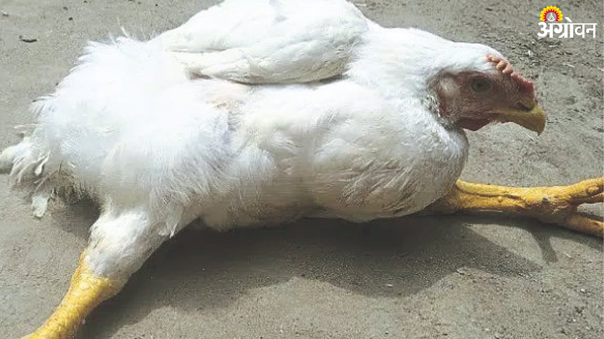 Chicken Disease | कोंबड्यामध्ये आढळणारे विषाणूजन्य आजार |Viral diseases ...