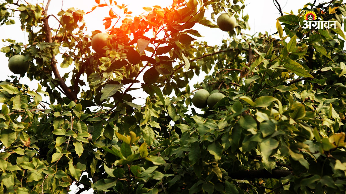 Orange Crop Management | शेतकरी नियोजन पीक : संत्रा | Orange Crop ...