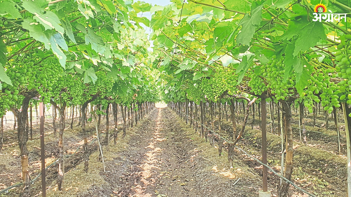 Grape Advice | द्राक्ष सल्ला : वाढत्या तापमानामुळे उद्‍भविणाऱ्या समस्या ...