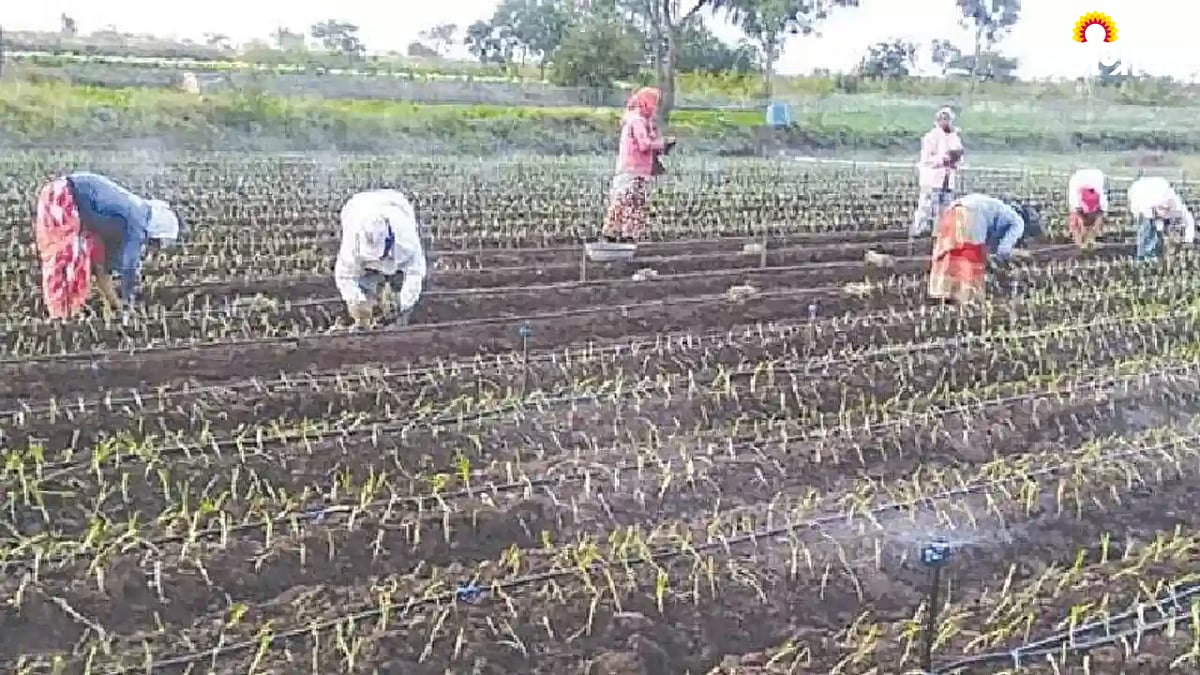 Agriculture Cultivation Information | शेती शाळेतून पीक लागवड ते कापणीची ...