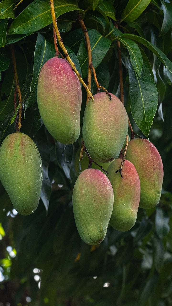 Mango Crop Management | आंबा फळगळ टाळण्यासाठी कोणत्या उपाययोजना ...