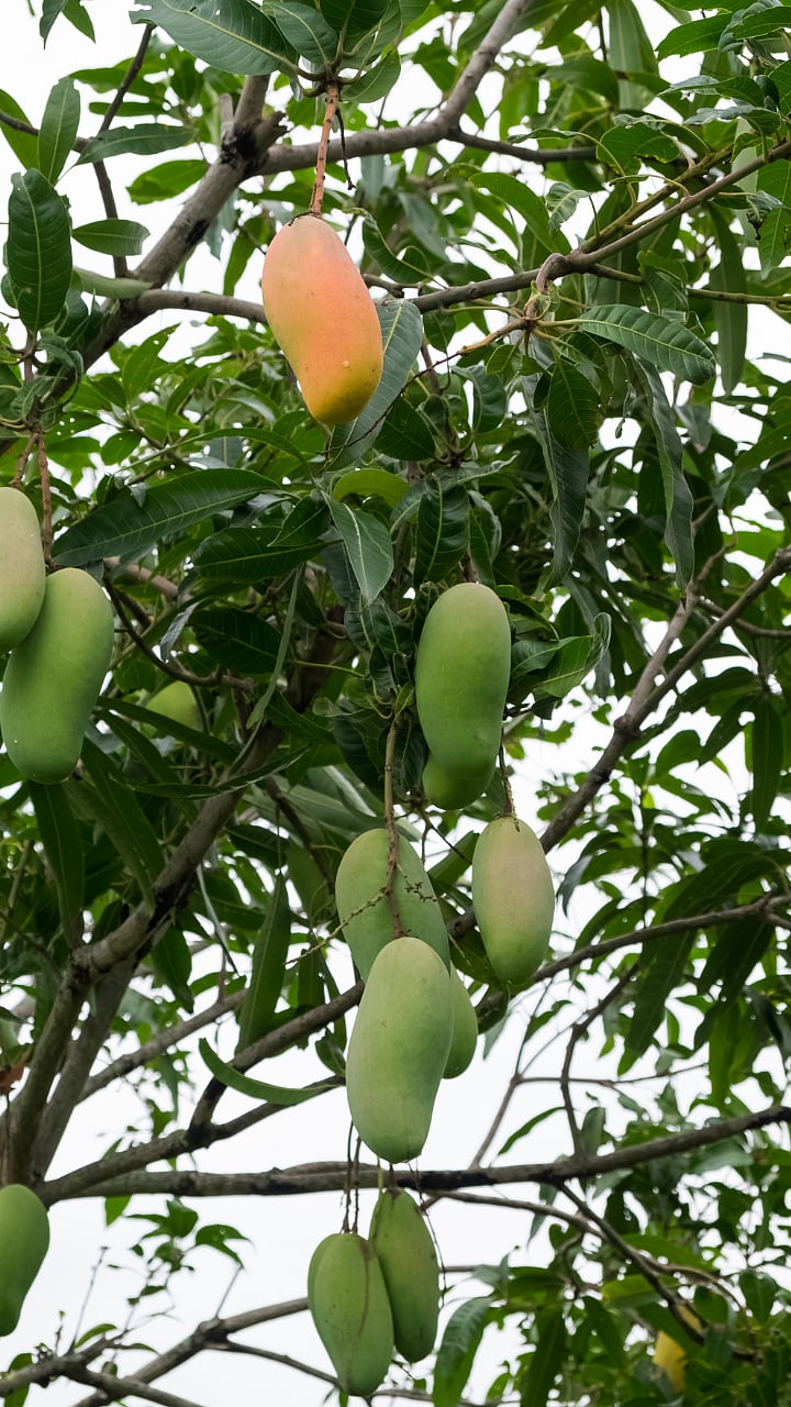 Mango Crop Management : वाढत्या तापमानात आंबा बागेची कशी काळजी घ्याल ...