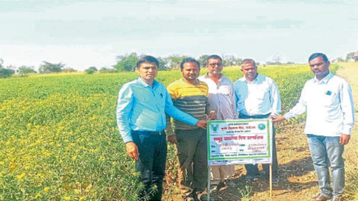 Kardai Cultivation | केव्हीकेच्या पुढाकाराने मांगूळ येथे करडई शेतीदिन ...