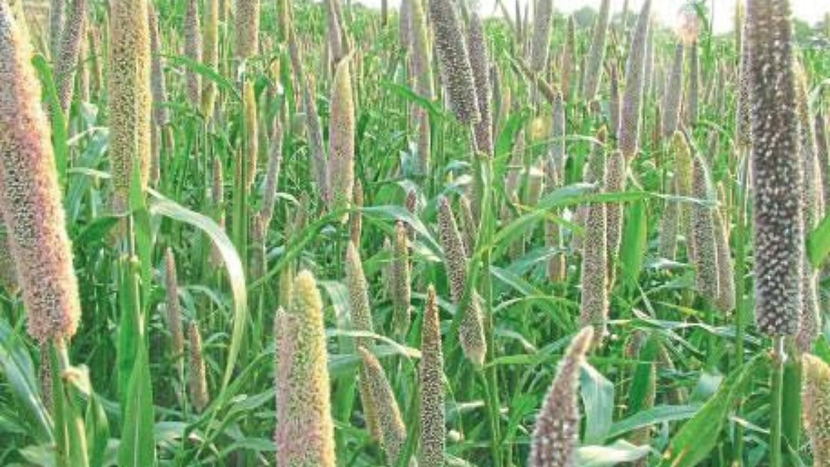 Bajari Crop । पक्ष्यांसाठी बाजरीची शेती । A bird-loving farmer planted ...