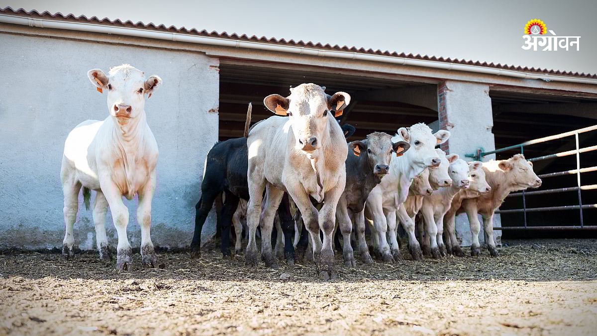Animal Husbandry | पशुपालकांची होत आहे लूट | Loot Of Animal Breeder ...