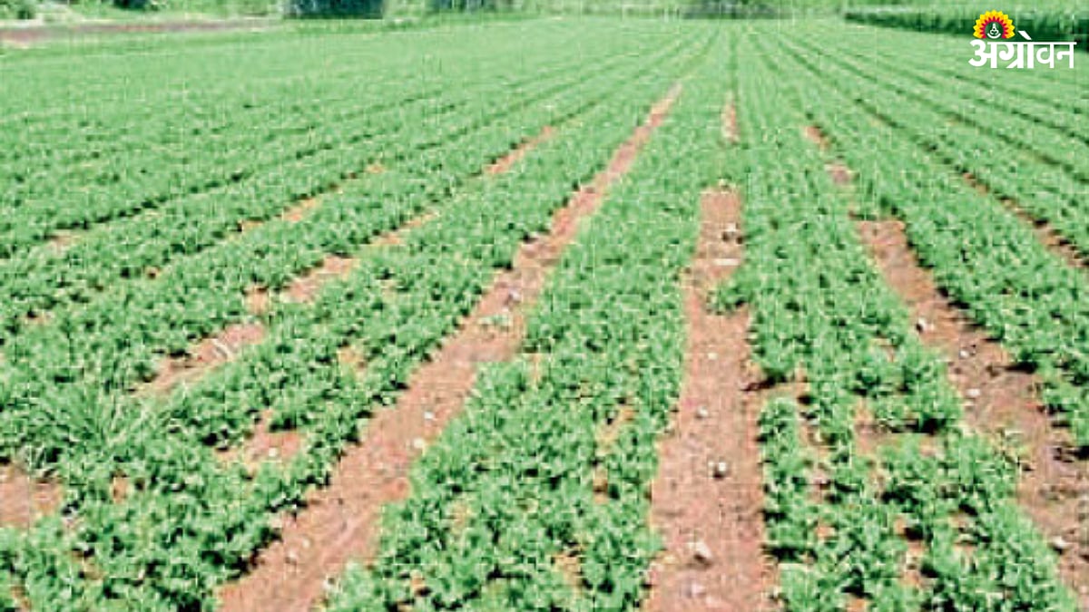 Groundnut Cultivation | सातारा जिल्ह्यात २८०० हेक्टरवर भुईमूग लागवड ...
