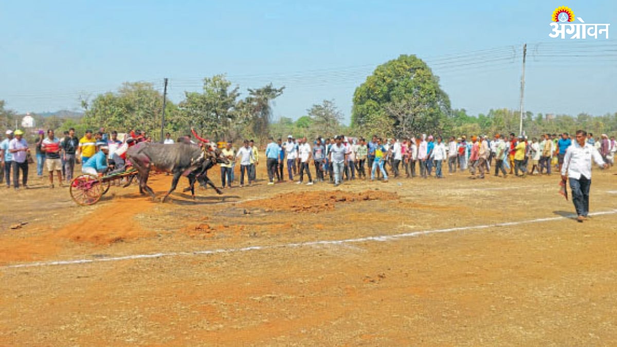 Bailgada Sharyat | नाधवडेतील स्पर्धेत संगमेश्वरची बैलगाडी ठरली सरस ...