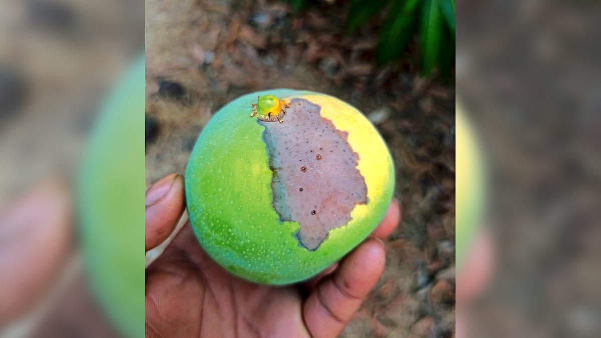 Hapus Mango । उन्हाच्या कडाक्यात होरपळतोय हापूस। Hapus mango damage due ...