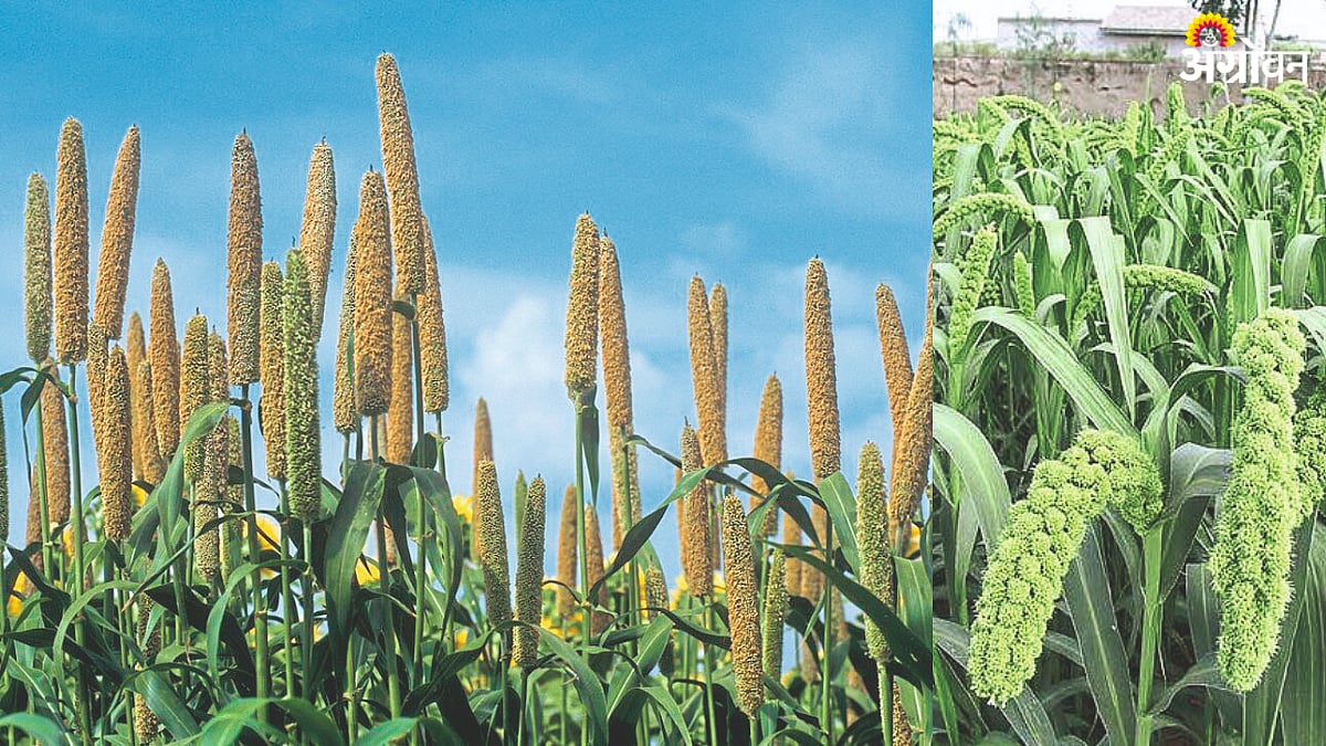 Millet Crop Cultivation | कोरडवाहू शेतीसाठी भरडधान्य लागवड फायदेशीर ...