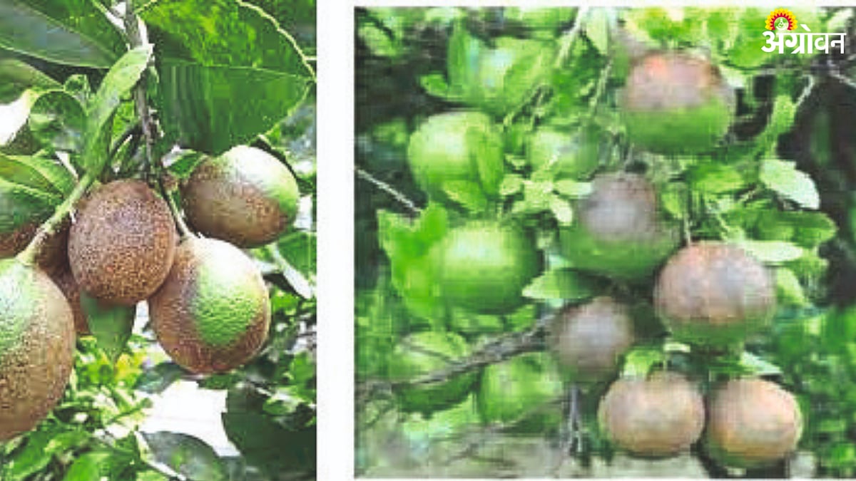 Orange Pest Management | संत्री, मोसंबीवरील कोळी किडीचे व्यवस्थापन ...