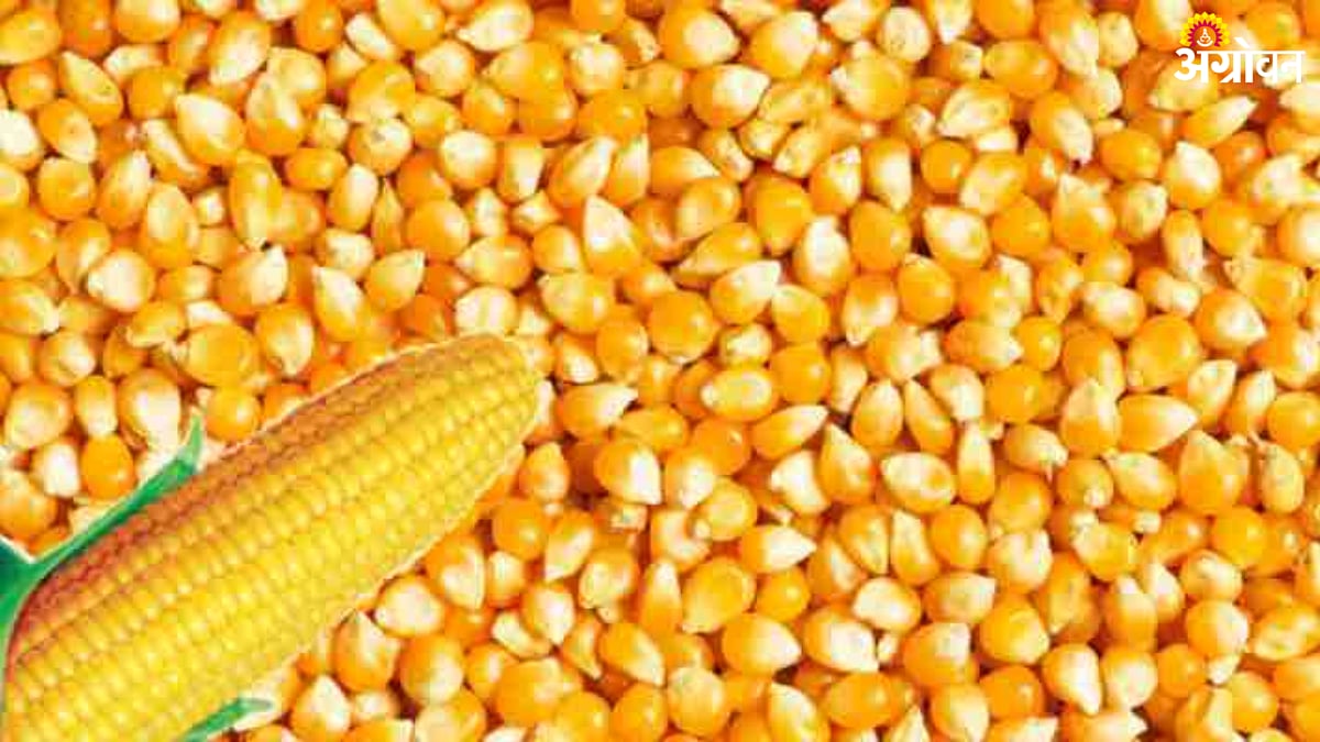 Maize Seed | घरचे बियाणे वापरावर आदिवासी शेतकऱ्यांचा भर | Tribal ...