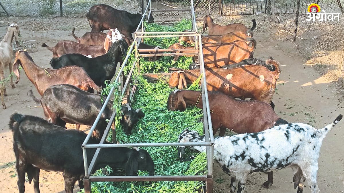 Goat Farming | शेतकरी नियोजन : शेळीपालन |Goat Farming Management By Farmer