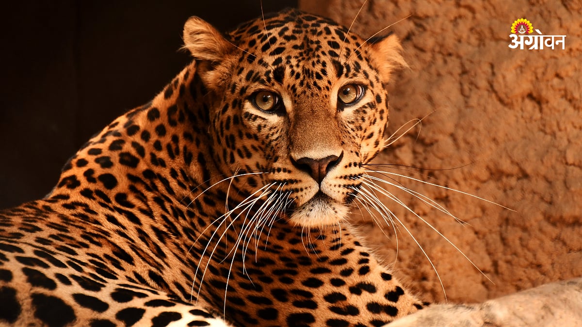 Leopard Attack | बिबट्याच्या हल्ल्यात अकरा शेळ्या फस्त | Eleven goats ...