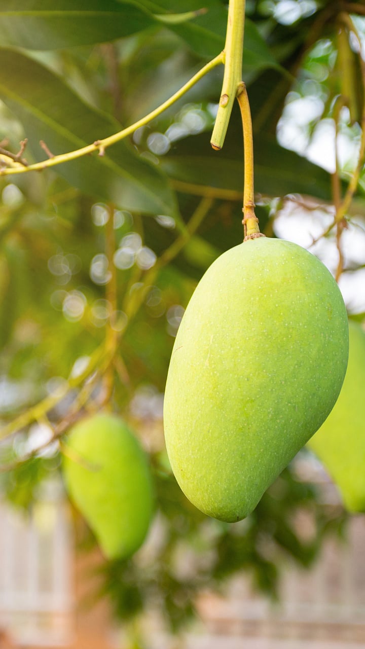 Mango GI । 'जीआय' नोंदणीत हापूस आंब्याचा नंबर दुसरा । Hapus mango is on ...