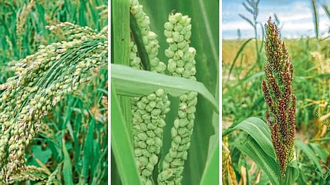 Millet Cultivation | भरडधान्ये ओळख, लागवड | Identification and ...