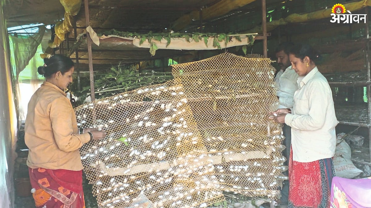 Sericulture | जावांच्या एकीतून होतेय कुटुंबाची प्रगती |Progress ...
