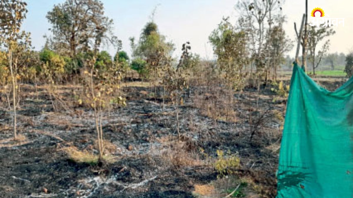 Fire In Orchard | महिला शेतकऱ्याच्या फळबागेत लावली आग| A fire was set ...