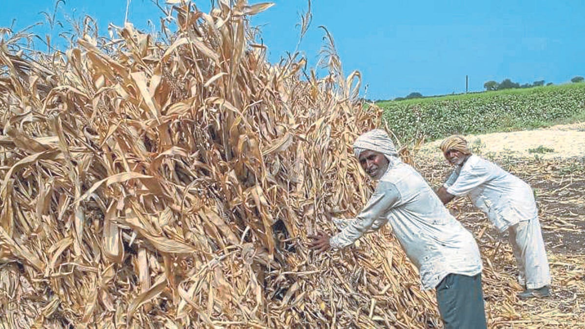 Jowar Fodder । दादर ज्वारीच्या कडब्यास पाच हजार रुपयांवर दर । Dadar ...