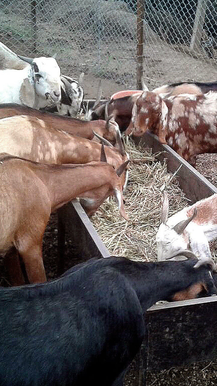 Goat Rearing : थंडीमध्ये शेळ्यांची अशी काळजी घ्या|Take care of goats in ...
