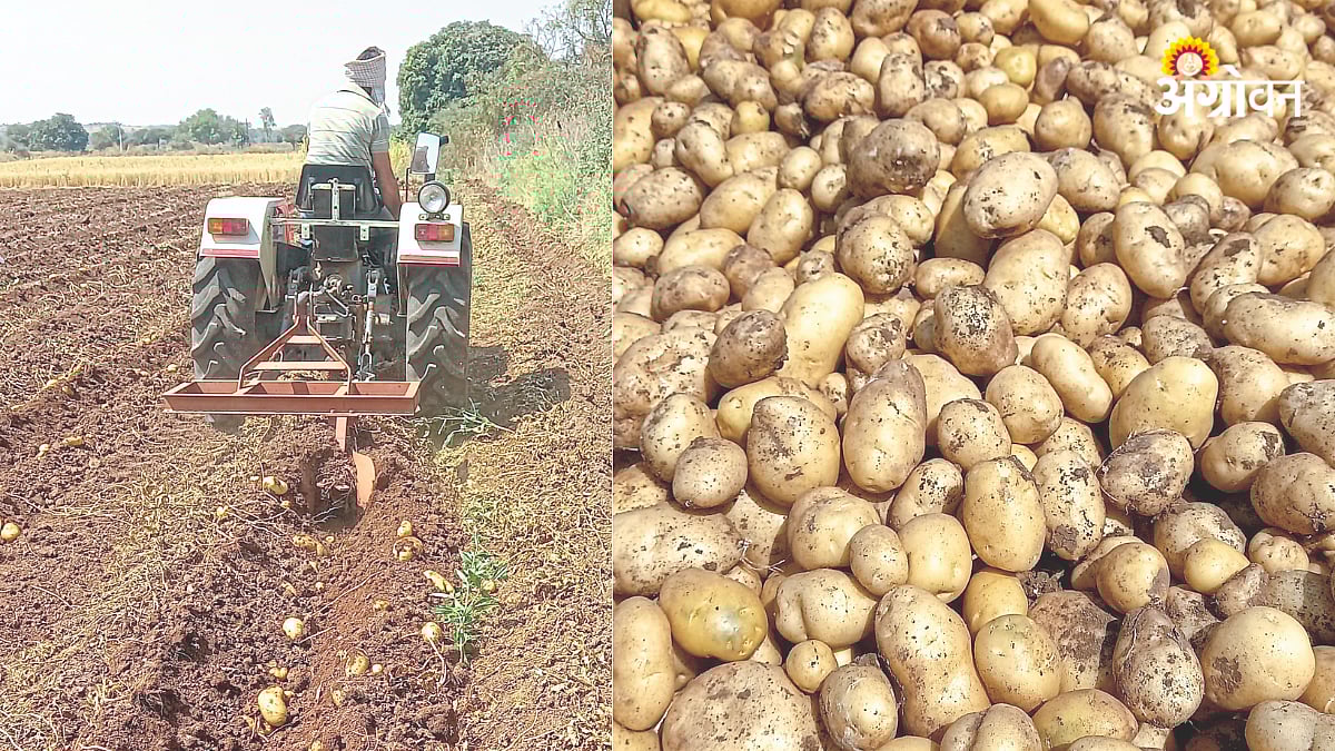 Potato Cultivation | दुष्काळी पट्ट्यात उंचावले बटाट्यातून अर्थकारण ...