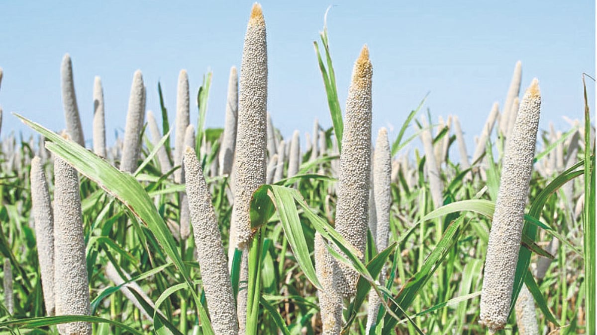 Bajari Processing Food | बाजरीपासून ब्रेड, पोहे, रबडीची कशी केली जाते ...