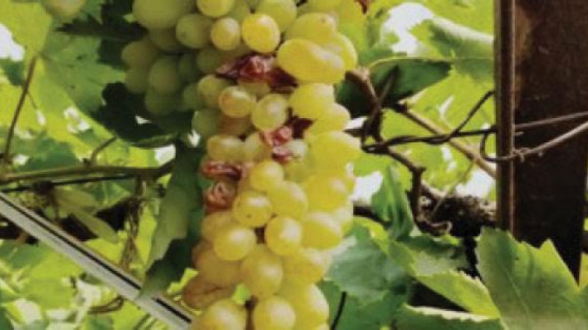 Grape Crop damage । कासेगावात सात हजार एकरांवरील द्राक्षे संकटात ...
