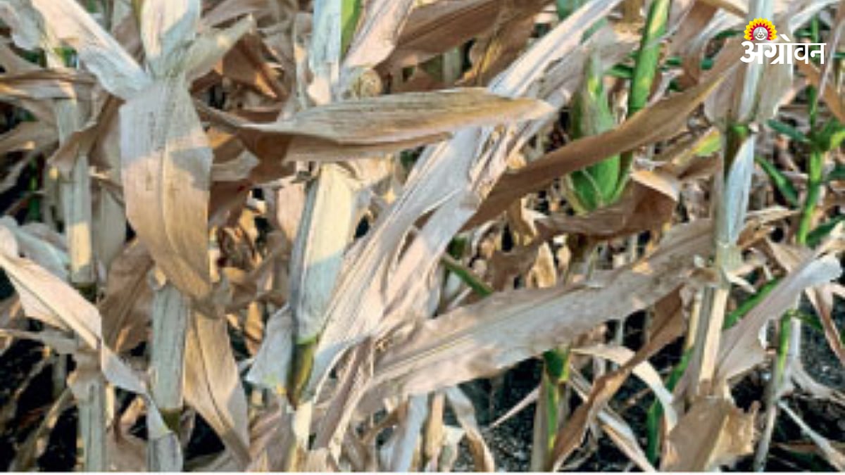 Maize Crop | कणसे पडताना वाळतोय मका | maize crop Damage News in ...