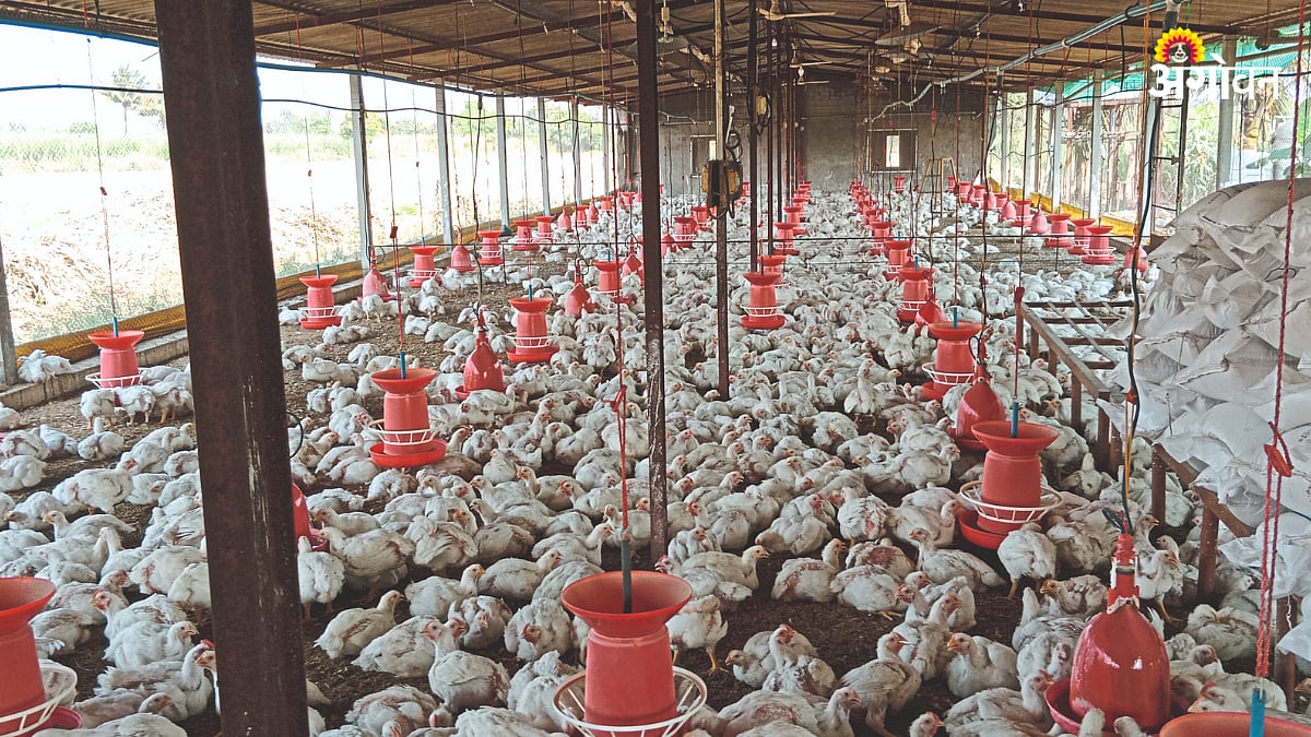 Poultry Shed | पर्यावरण नियंत्रित पोल्ट्री शेड | Environment controlled ...