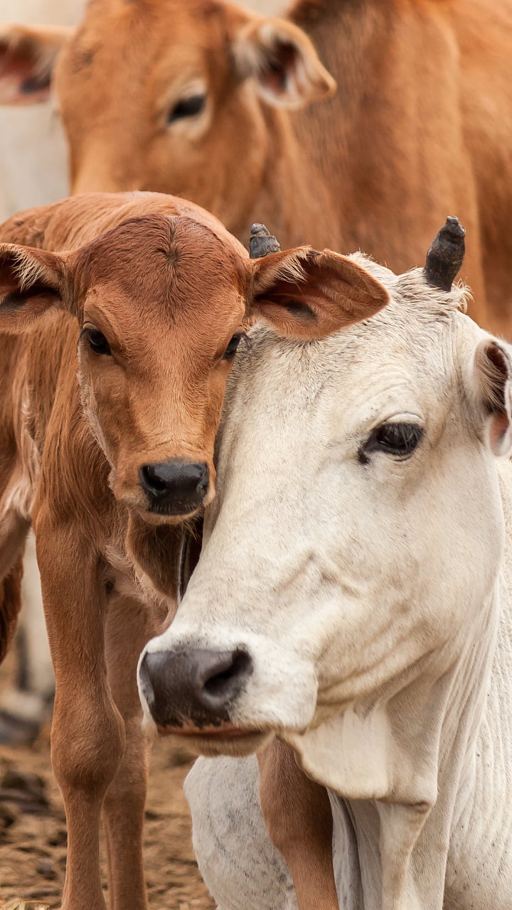 Animal Care : रंगसूत्रांतील विकृतीमुळे जनावरांमध्ये काय परिणाम दिसतात ...