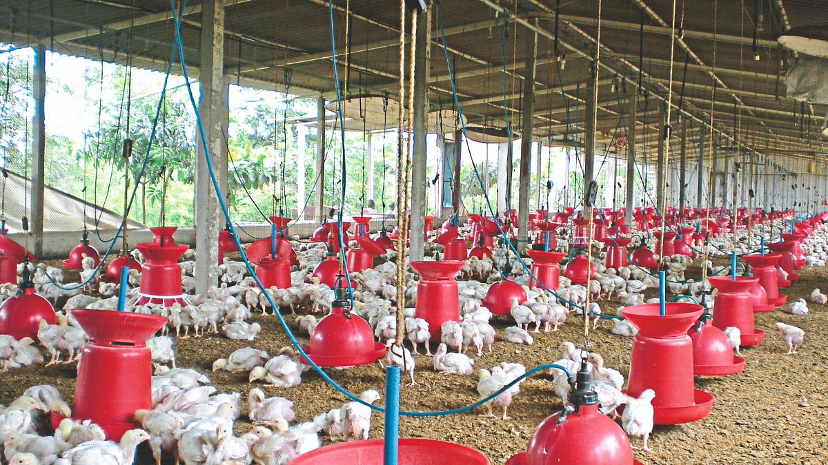 Broiler Poultry Diseases : ब्रॉयलर कोंबडीतील चयापचयाचे आजार अन् उपचार ...