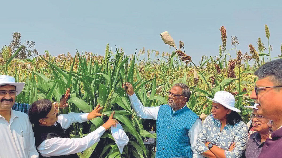 Jowar Cultivation । ज्वारी जननद्रव्यांची लागवड एक गौरवशाली पर्वणी ः डॉ ...