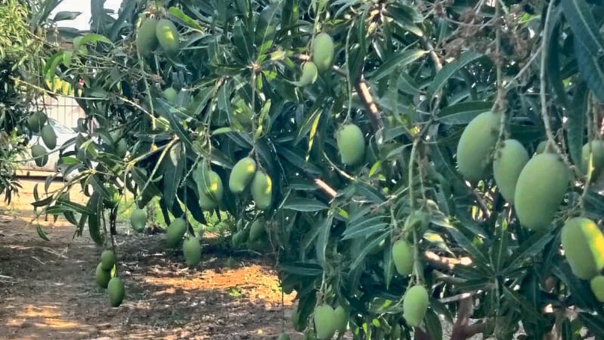 Kesar Mango । यंदा केसर आंबा लवकर । early Arrival Of Kesar mango this year