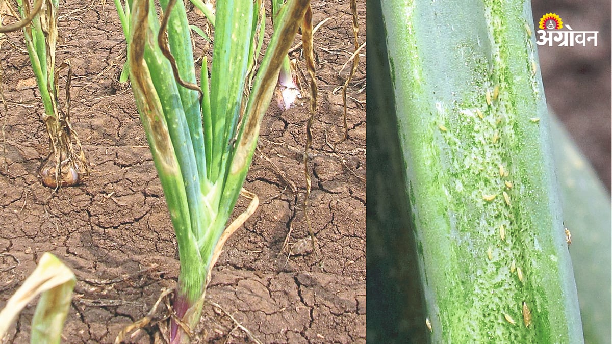 Onion Crop Management | कांदा पिकावरील करपा, फुलकिडींचे नियंत्रण ...